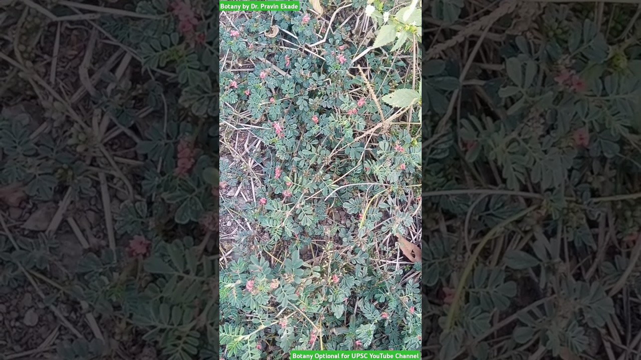 Indigofera linnaei - Fabaceae Family Plant - Plant Identification # ...