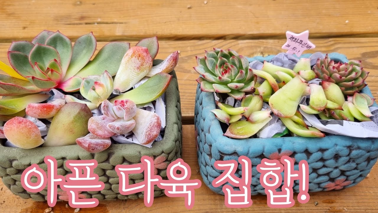아픈다육이들 소환 100포기하는 다육 겨우 생장점만 살리는 다육바닐라비스 성영 살루 치와와린제금 Youtube