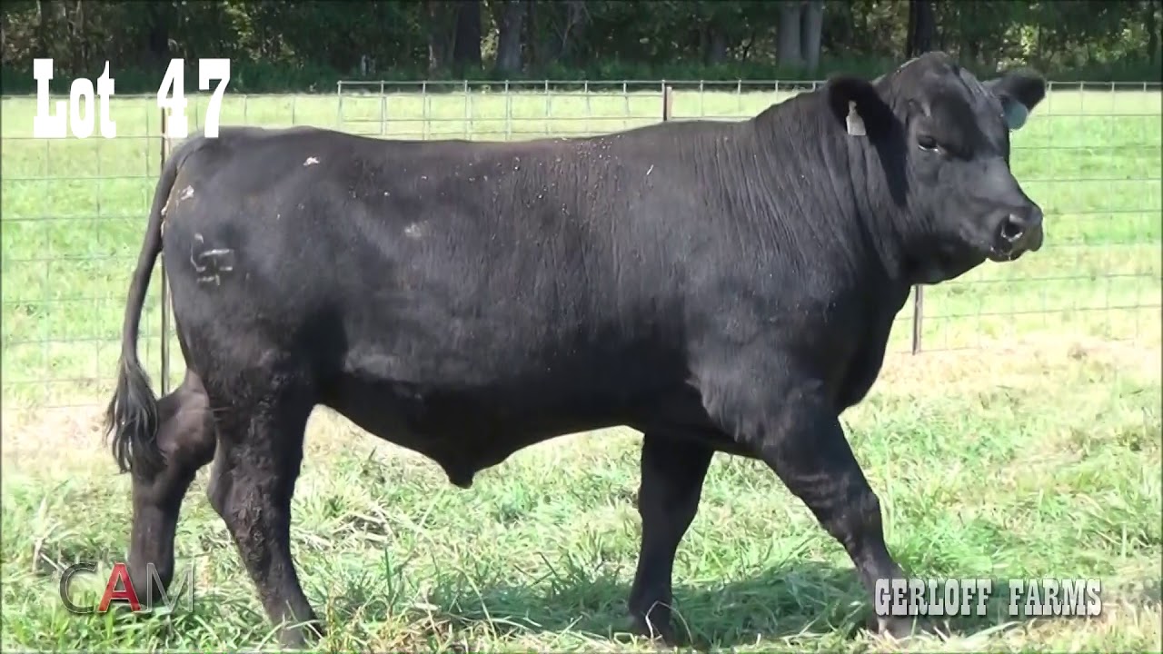 Lot 47 YouTube lot-47-youtube