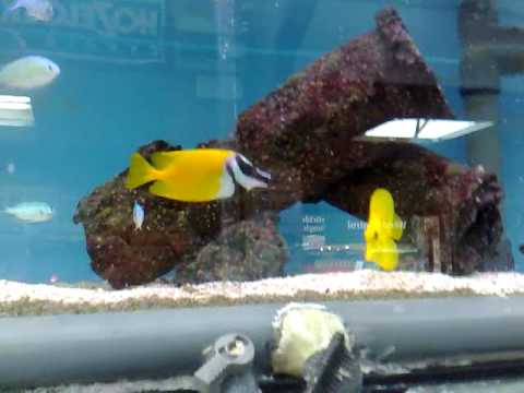 Foxface Rabbitfish, Blue Chromis and Yellow Tang - YouTube
