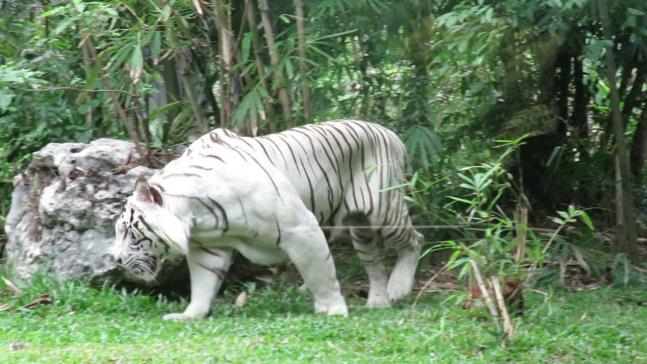 Awesome Cebu Safari and Adventure Park, Cebu, Philippines - YouTube