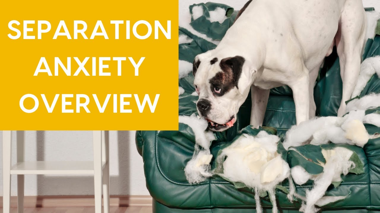 Separation Anxiety Overview with Amber Aquart CPDT-KA - YouTube