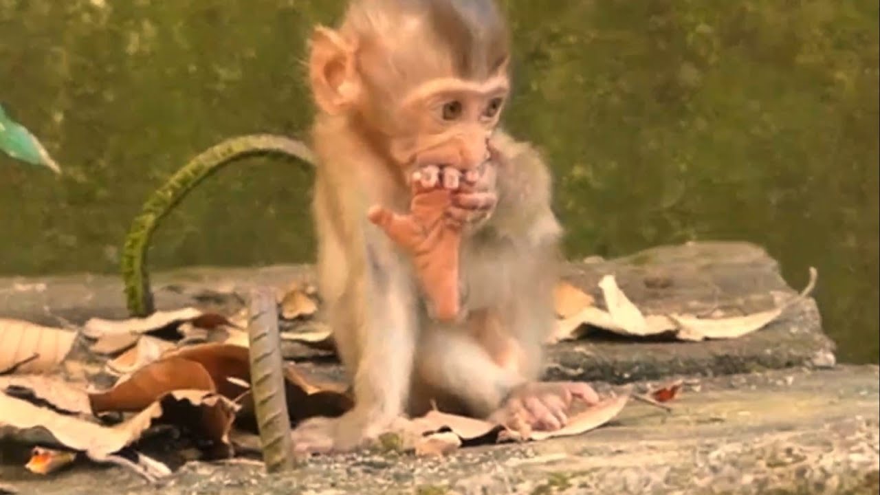 Oh, Very so sad to see priceless Bb Rainbow cleaning her injury ...