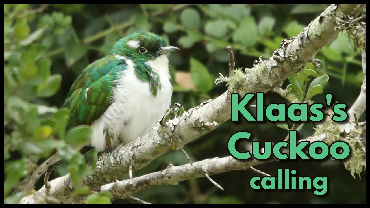 KLAAS'S CUCKOO male singing - YouTube