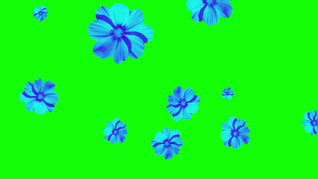 blue flower fall down 1 green screen No Copyright, Motion Graphics ...