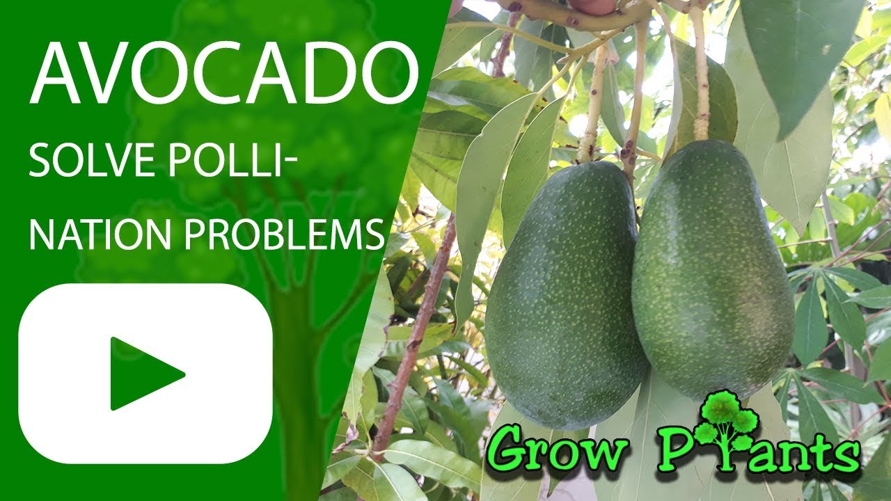 Avocado flower - how to solve pollination problems - YouTube