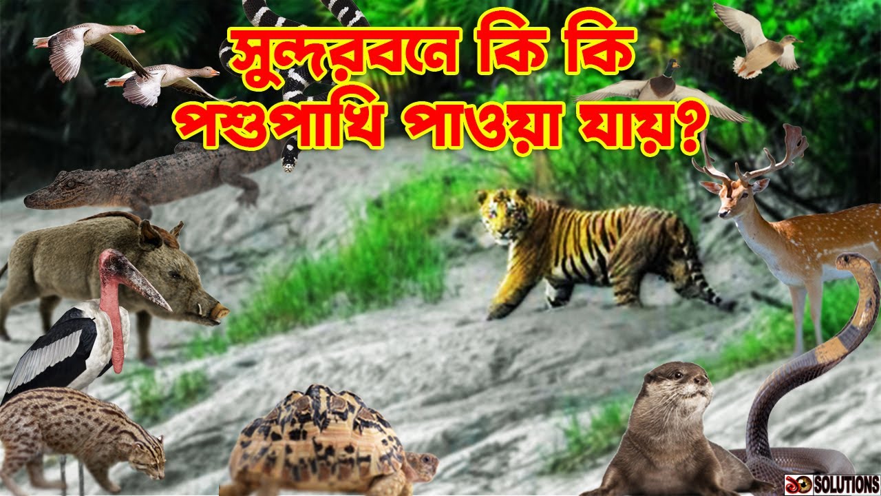 সুন্দরবনে কি কি পশুপাখি থাকে দেখে নিন এই ভিডিও থেকে! | Animals Of ...