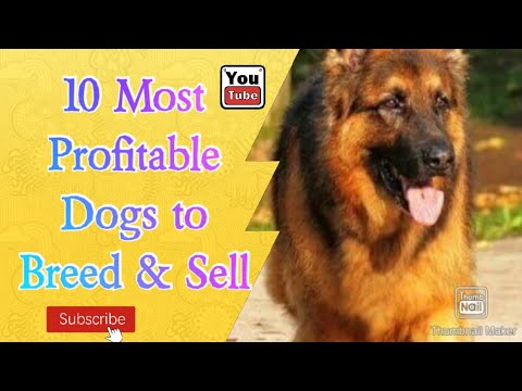 10 Most Profitable Dogs to Breed and Sell // Tovi Pogi - YouTube