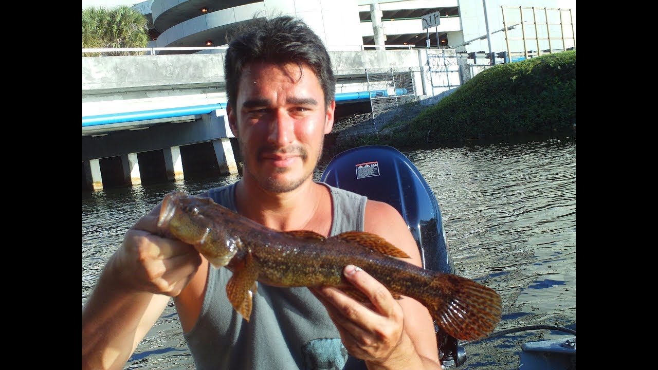 2019 FL Fishing Trip + Rare Bigmouth Goby! - YouTube