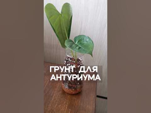 Грунт для антуриума. - YouTube