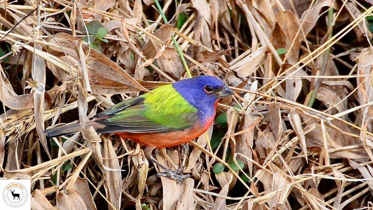 The Colorful World of Painted Buntings - One Of Nature's Masterpiece ...