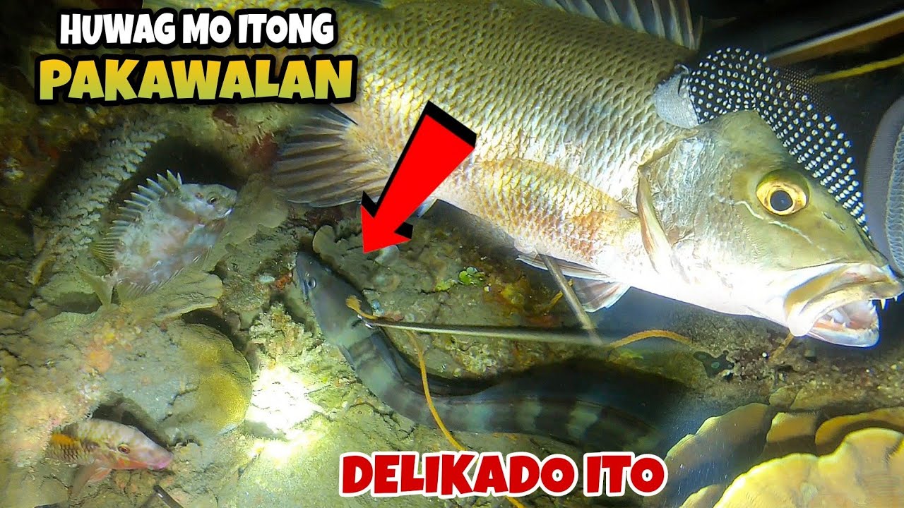 NIGHT SPEARFISHING PHILIPPINES FISH HUNTING AT NIGHT - YouTube