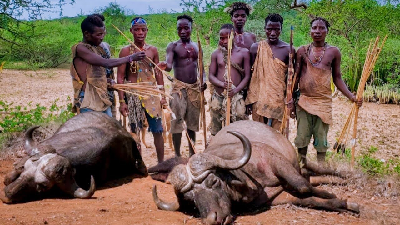 HadzabeTribe Hunt And Catch BIGGEST BUFFALO / Cook Delicious Meat ...