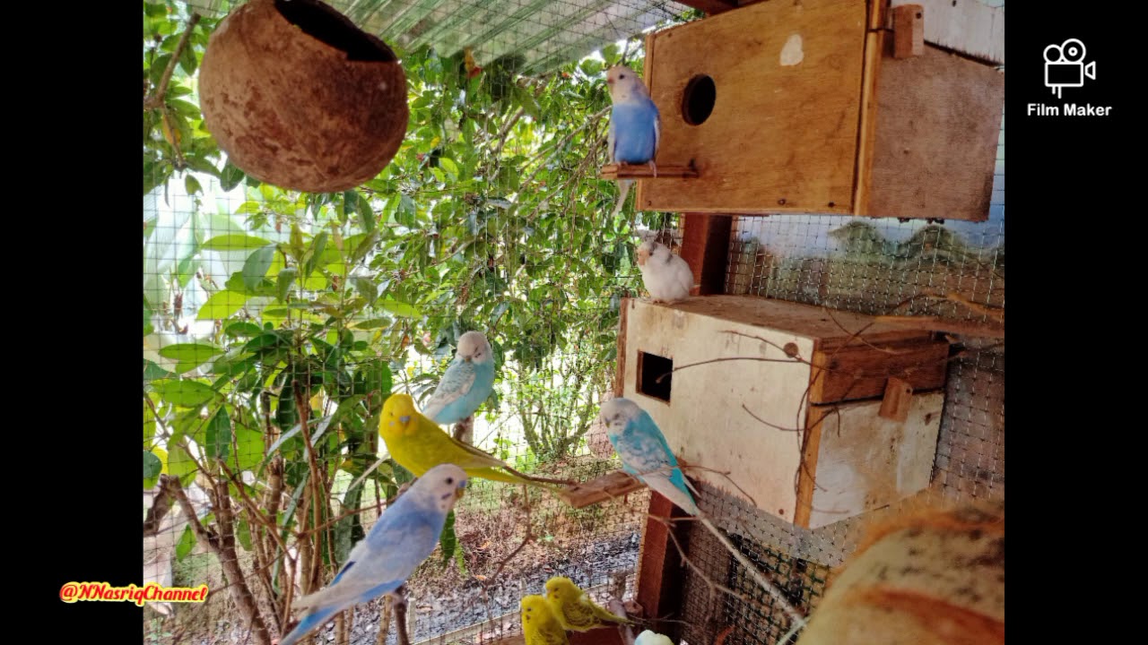 Burung Baji #burungbaji #bird - YouTube