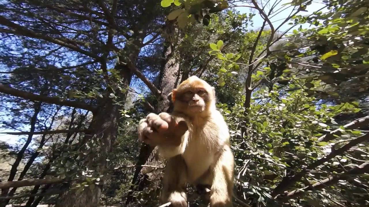 Ifrane Park Snow Monkeys (Short Version) - YouTube