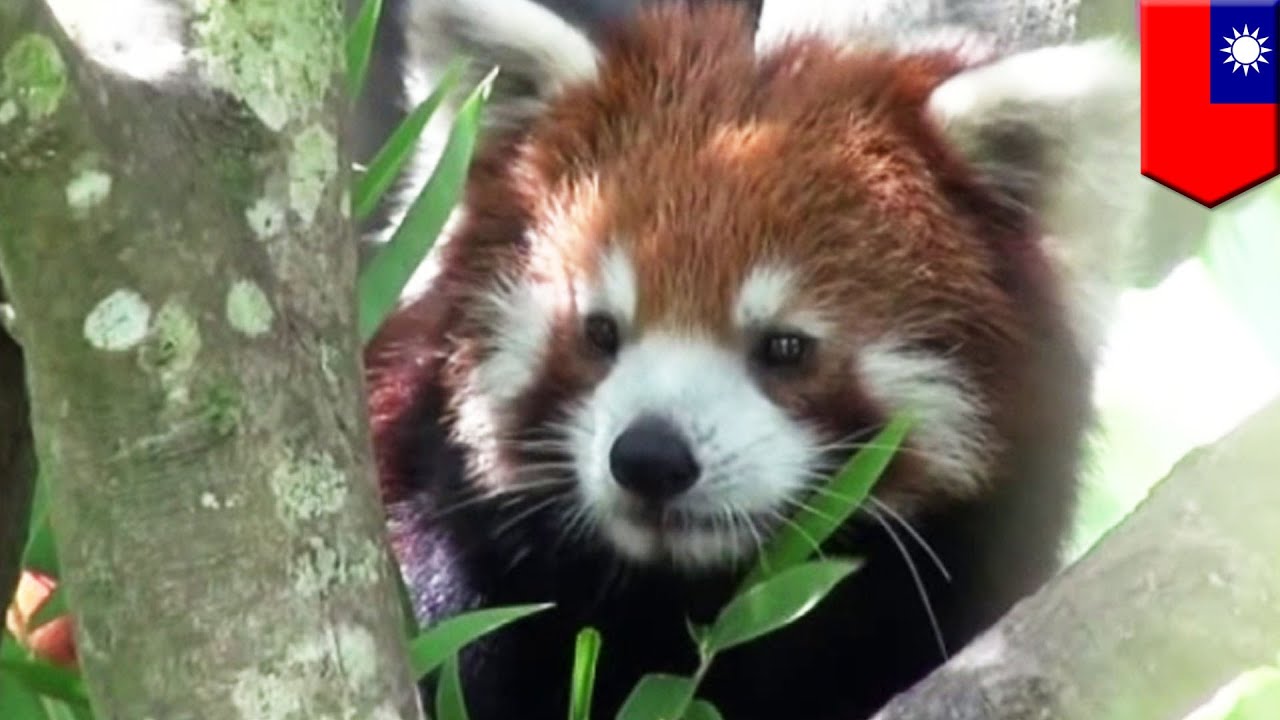Red panda babies born to both females at Taipei Zoo - TomoNews - YouTube