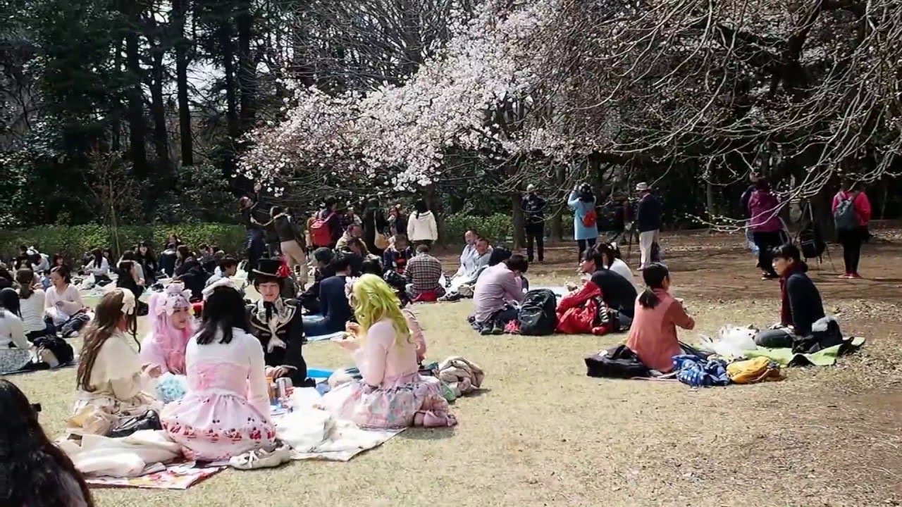新宿御苑でお花見 桜が咲き誇る 外国人に大人気 芝生も大混雑 コスプレ少女 2016.3.27 Ohanami Sakura Shinjuku