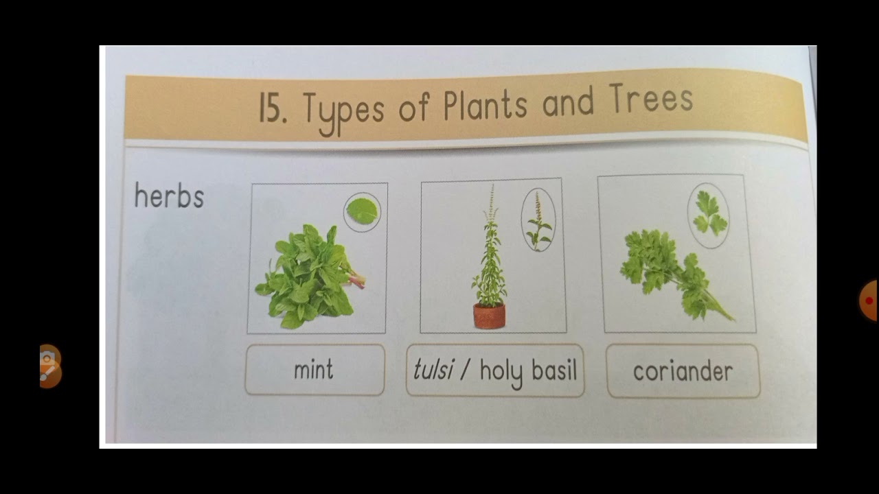 UKG EVS unit 15.Types of plants and trees. - YouTube