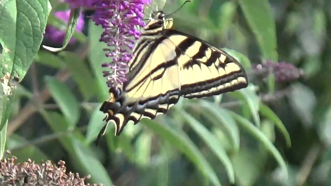 Butterflies -LEARN TO READ SERIES- Learn about BUTTERFLIES figure ...