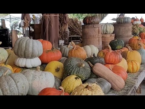 It's the Great Pumpkin Hunt!! - YouTube