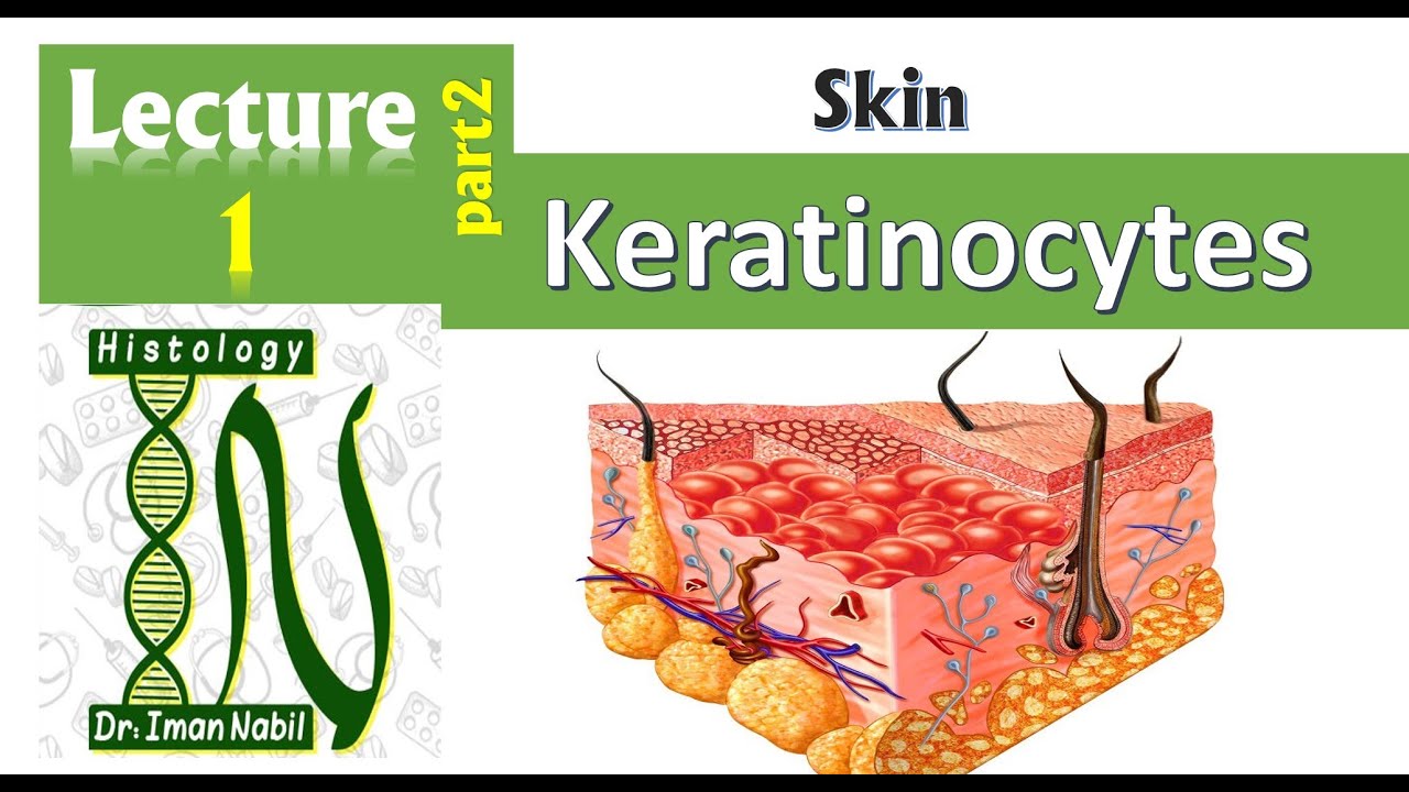1b- Histology of the epidermis part2-Keratinocytes and epidermal layers ...