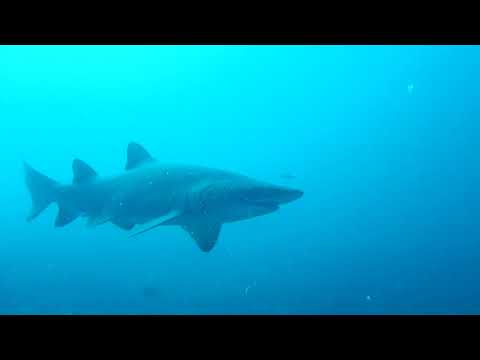 Grey Nurse Sharks are back in Town, Mooloolaba, Scuba World, Aug 2020 ...