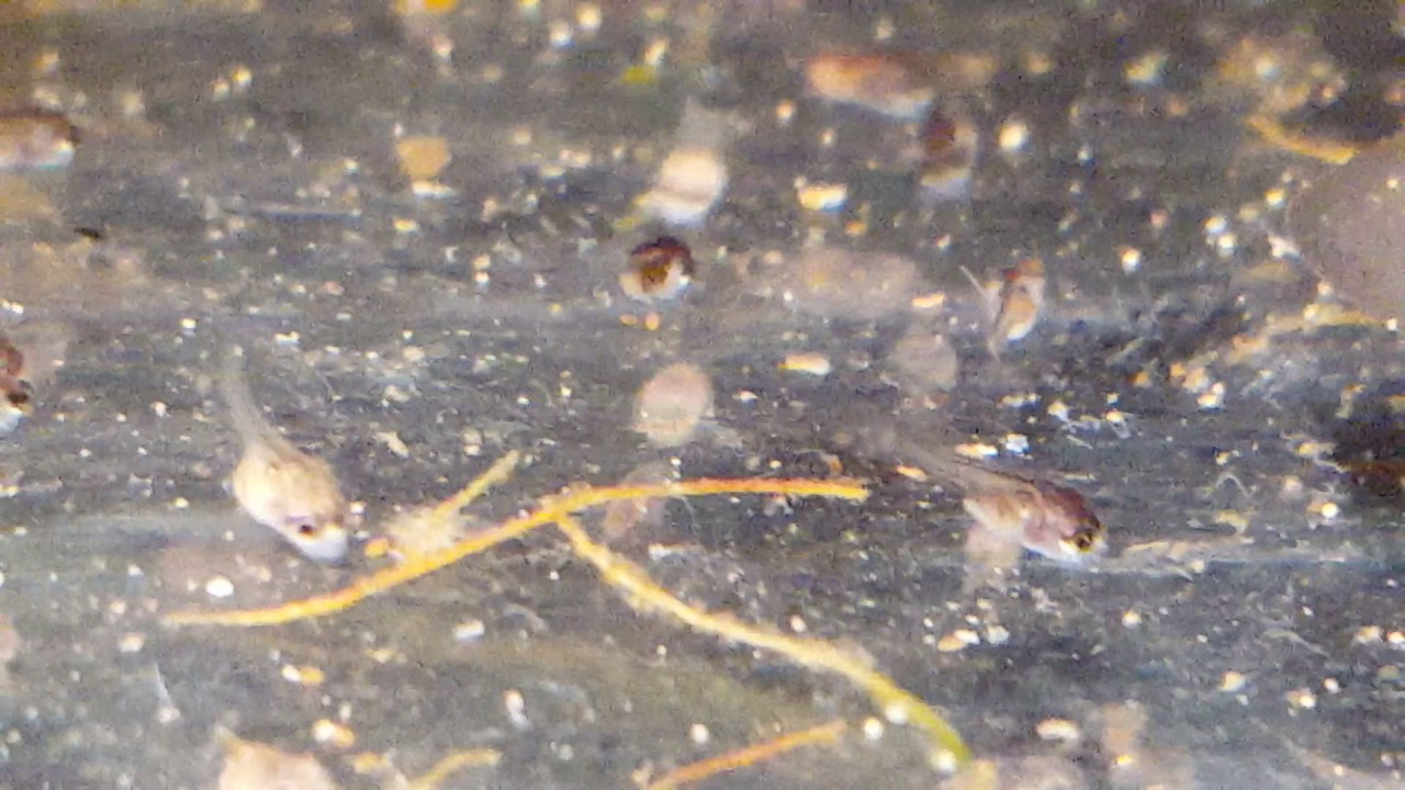 One week old angelfish fry feeding on microworms - YouTube