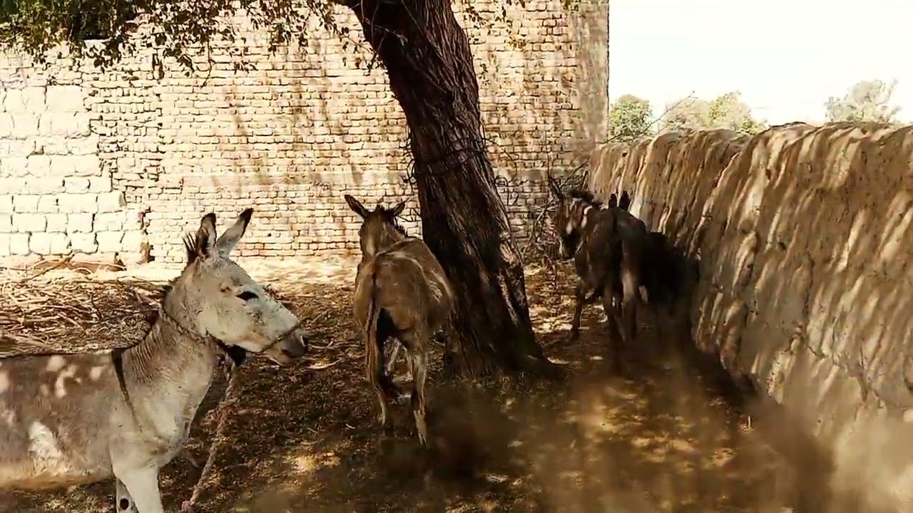 Donkey mate#viral #viralvideo #amezingvideos #animals - YouTube