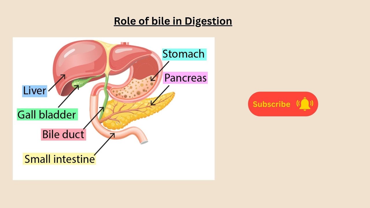Role of bile in Digestion for AQA GCSE Biology and Combined Science ...