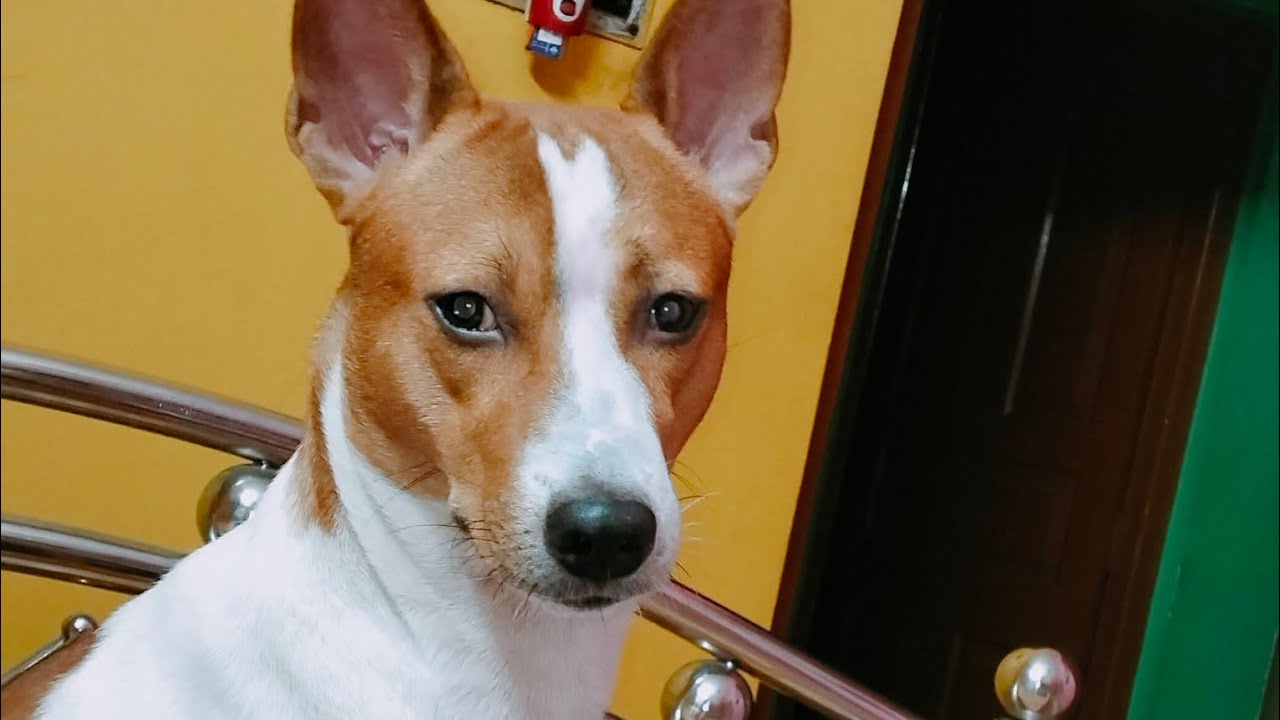 মাম্মার সাথে খেলছি 🧸🐕শরীরটা এখন ভালো আছে একটু তোমরা সবাই ভালো আছো তো ️# ...