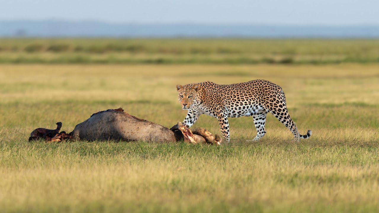 Leopard Hunting Buffalo Success - YouTube
