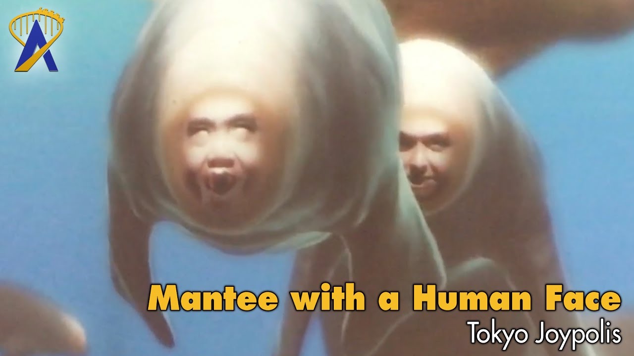 Manatee with a Human Face at Joypolis in Tokyo, Japan - YouTube