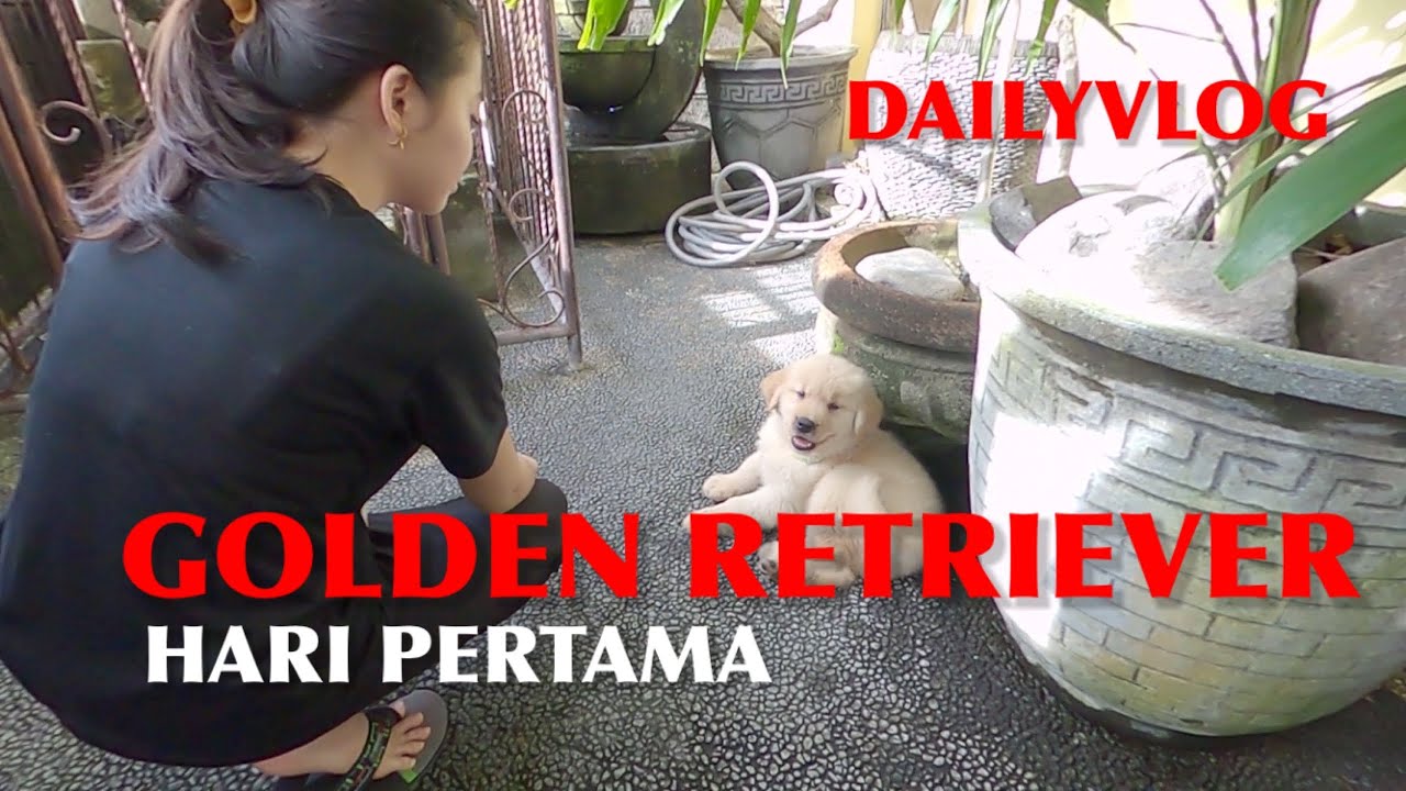 GOLDEN RETRIEVER | HARI PERTAMA DI RUMAH | MASIH SUKA NANGIS - YouTube