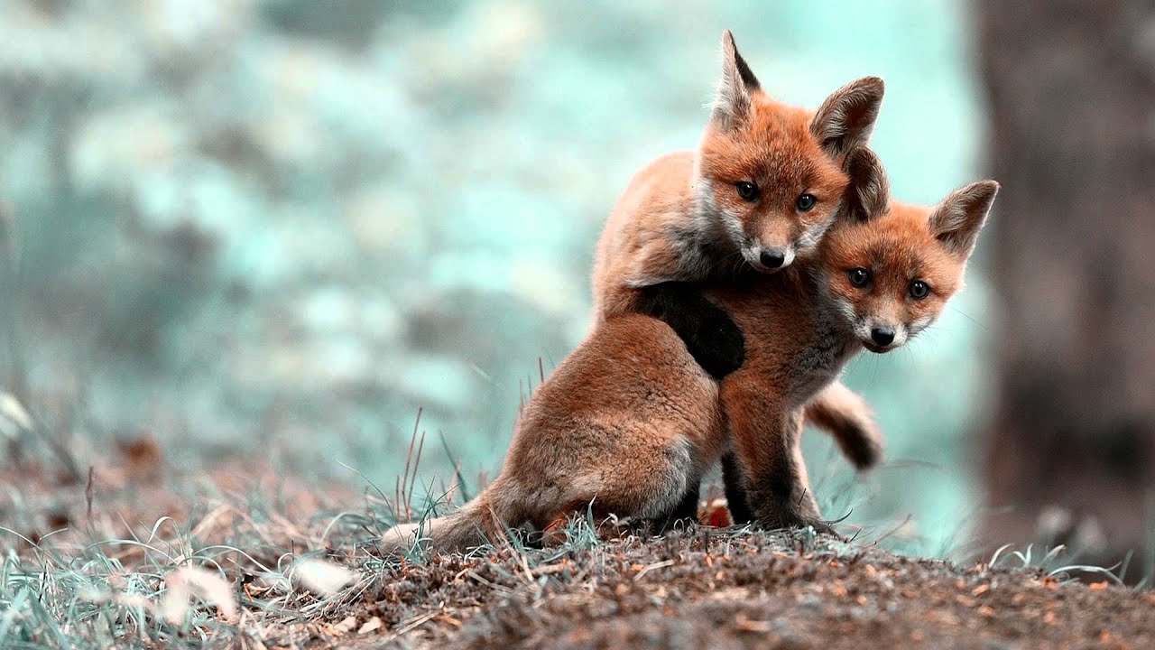 Foxes - Youth (Adventure Club Remix) - YouTube