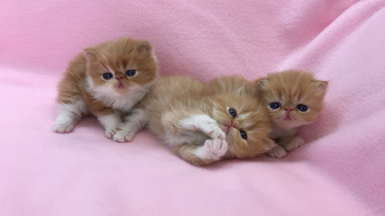 Sweetest Persian Babies - YouTube
