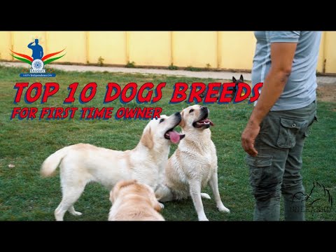 Top 10 Dog Breeds For First Time Owner | Best Dog For Beginners - YouTube