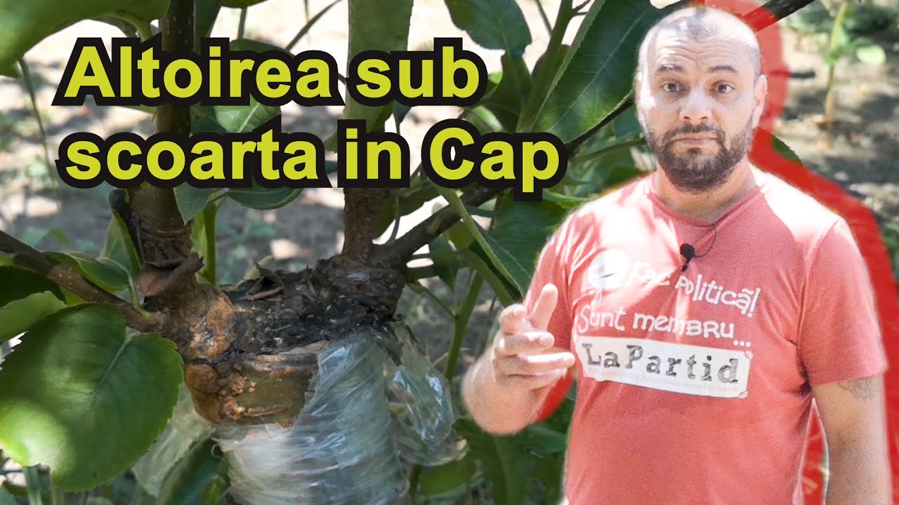 Evolutia altoirilor 2021 - Altoirea pomilor fructiferi - YouTube