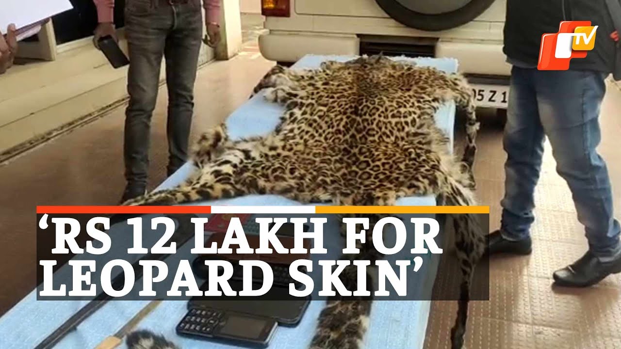 Wildlife Poaching | Leopard Skin Seized; 5 Arrested | OTV News - YouTube