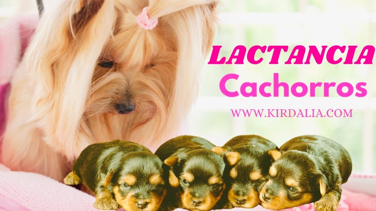Lactancia en los Cachorros Paso a Paso - YouTube