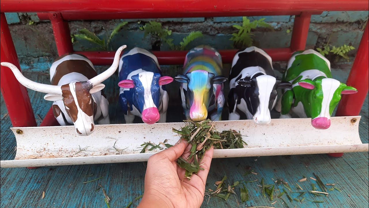 MEMBERI MAKAN SAPI JUMBO || SAPI LUCU, KERBAU LUCU, SAPI MOO, SAPI ...