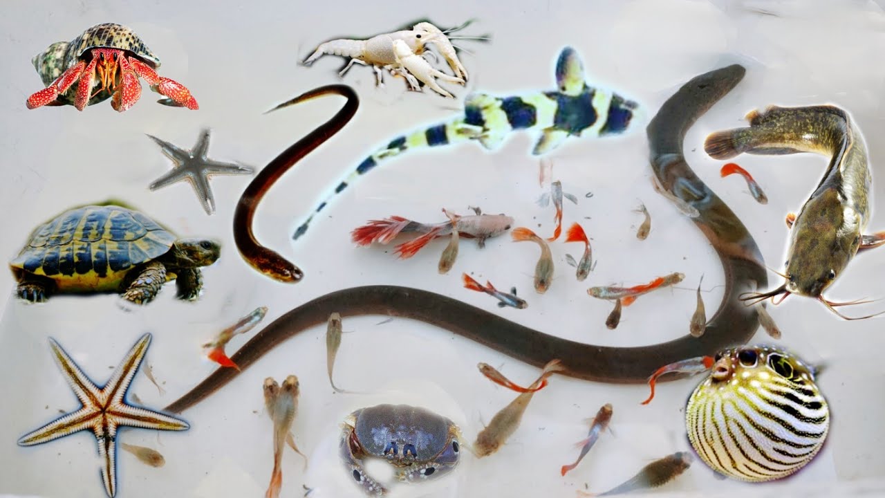 Seek and Find Starfish, Kelomang, Ikan Buntal, Belut, Keong, Ikan Hias ...