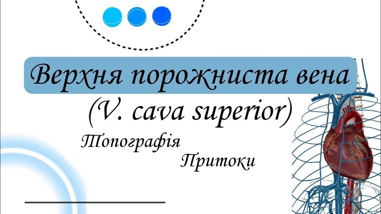 Верхня порожниста вена. V. cava superior. Топографія, притоки. - YouTube