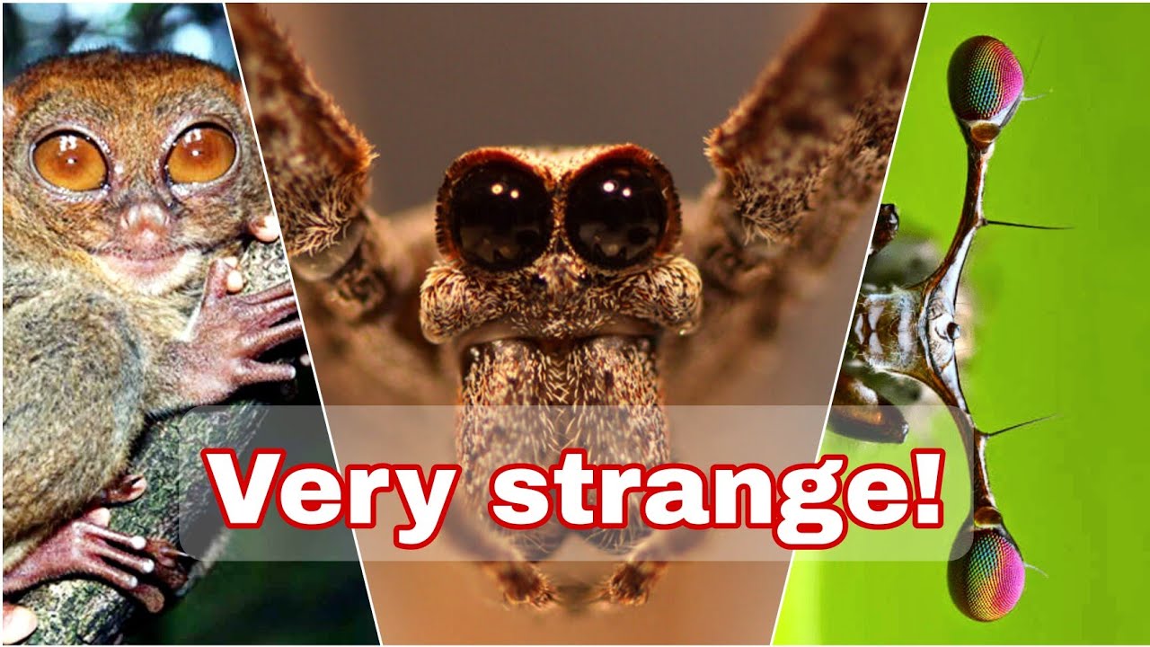 10 of the strangest animal eyes in the world ! - YouTube