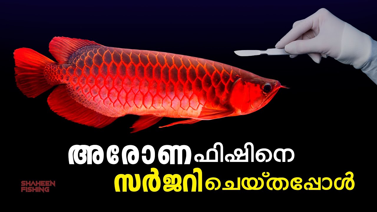 AROWANA ഫിഷ്നെ സർജറി ചെയ്‌തപ്പോ|Super Red Arowana Cosmetic Surgery # ...