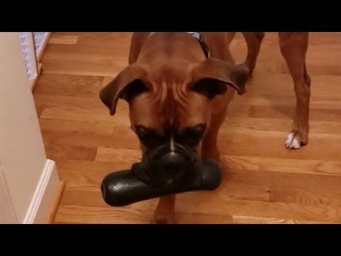 Boxer Gizmo tries to change the TV channel - YouTube