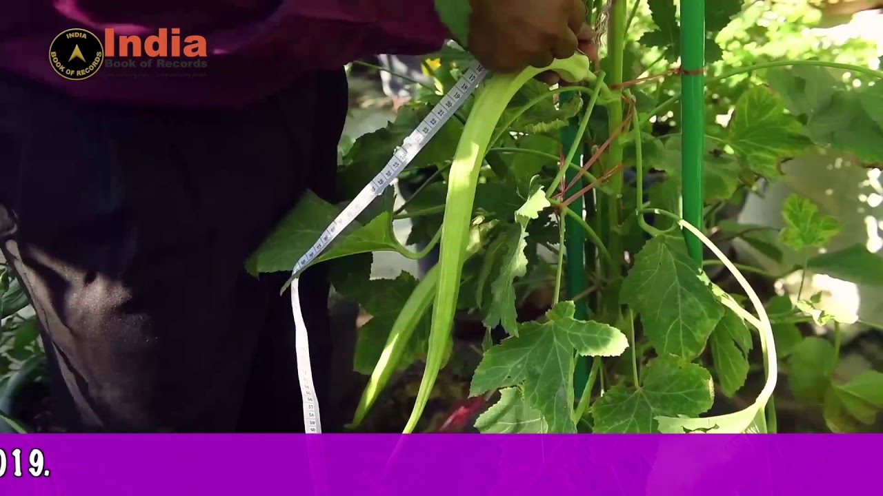 LONG OKRA FRUIT - YouTube