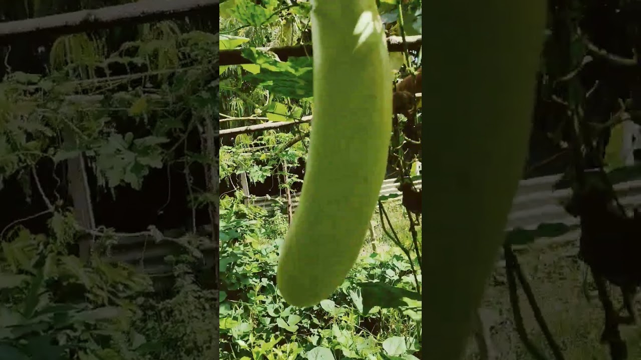 Bottle guard.... - YouTube