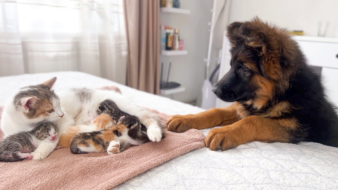 Incredible pets invite you to join their fun - YouTube