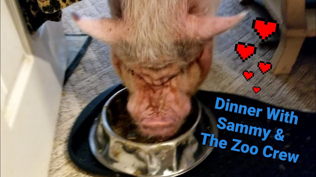 Dinner With Sammy The Mini Pig, Mojo & Monkey - YouTube
