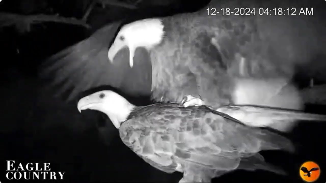 Very early morning at Blazer and Skye's nest, mating Eagle Country ...
